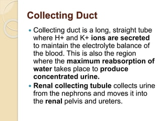 Structure of nephron and functions of its parts | PPTX