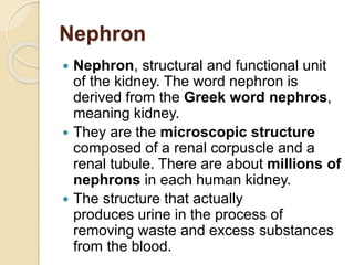Structure of nephron and functions of its parts | PPTX