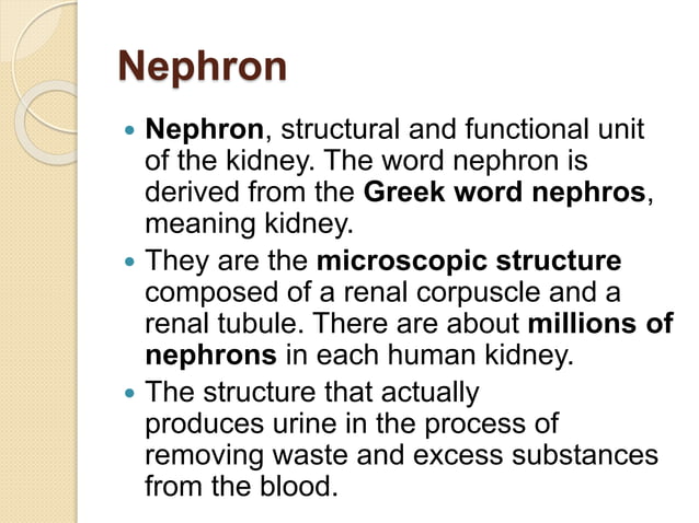 Structure of nephron and functions of its parts | PPTX | Endocrine and ...