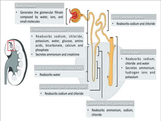 Structure of nephron and functions of its parts | PPTX
