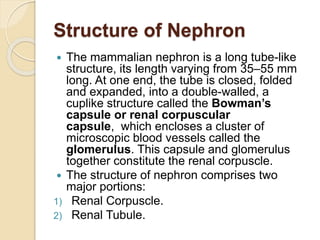 Structure of nephron and functions of its parts | PPTX