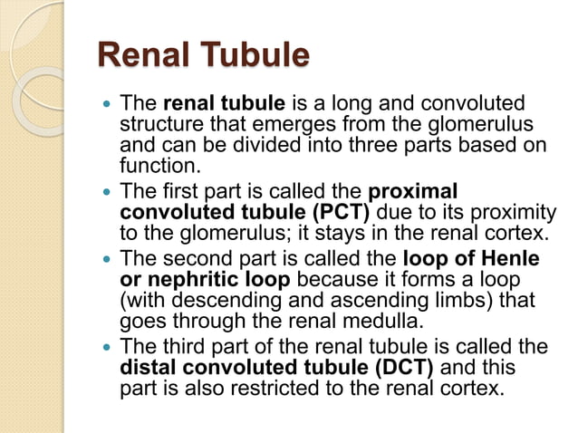 Structure of nephron and functions of its parts | PPTX | Endocrine and Metabolic Diseases ...