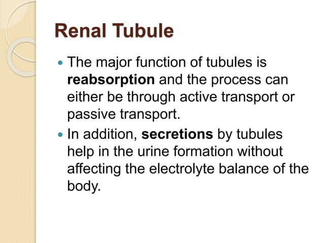 Structure of nephron and functions of its parts | PPTX | Endocrine and ...