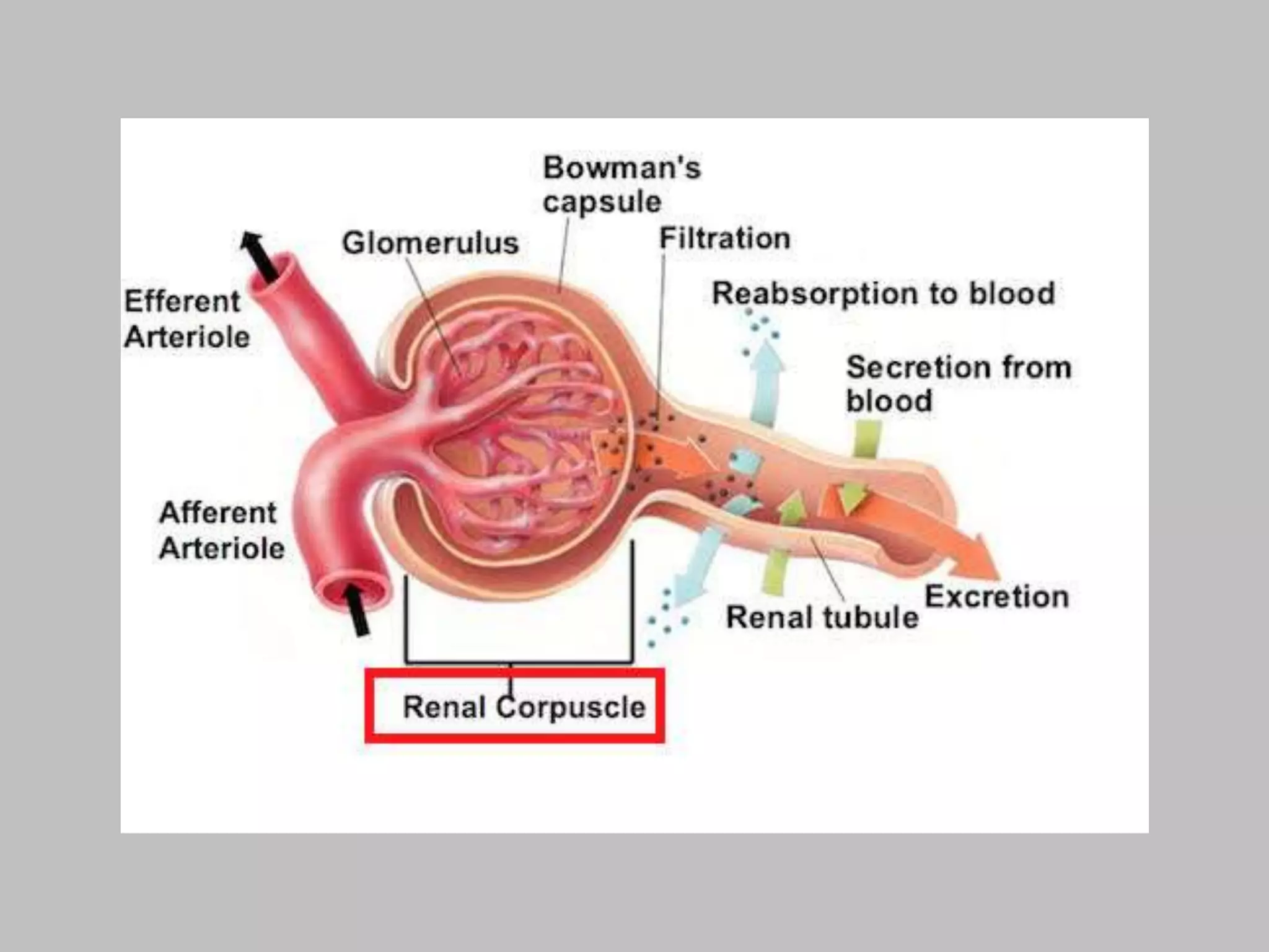 STRUCTURE OF NEPHRON by Brijesh Singh.pptx