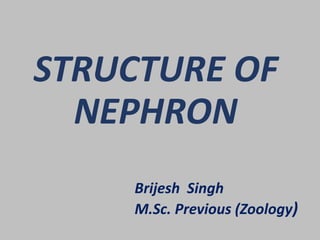 Ppt The Urinary System Structure And Functions Of Nephron Powerpoint