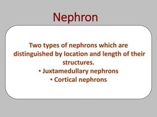 STRUCTURE OF NEPHRON by Brijesh Singh.pptx