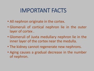 STRUCTURE OF NEPHRON by Brijesh Singh.pptx