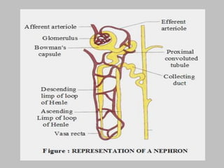 STRUCTURE OF NEPHRON by Brijesh Singh.pptx