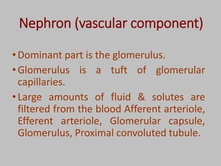 STRUCTURE OF NEPHRON by Brijesh Singh.pptx