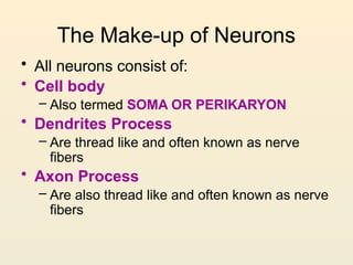 structure of nervous tissues in human body | PPTX