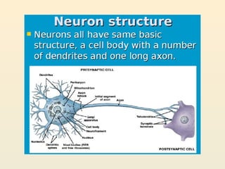 structure of nervous tissues in human body | PPTX