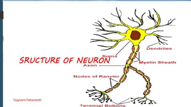 Structure of neuron | PPTX | Brain and Nervous System Disorders | Diseases and Conditions