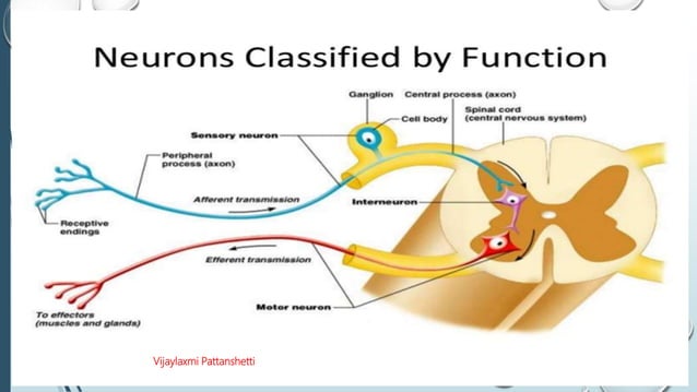 Structure of neuron | PPTX | Brain and Nervous System Disorders ...