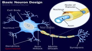Structure of neuron | PPTX