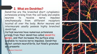 Structure of neuron | PPTX