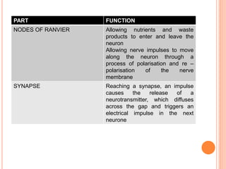 Structure of neuron - simple slide | PPTX | Brain and Nervous System ...