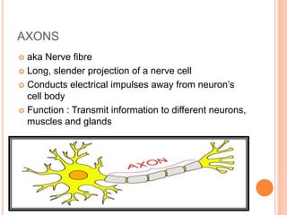 Structure of neuron - simple slide | PPTX