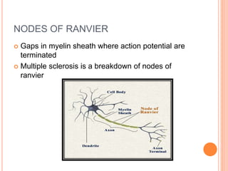 Structure of neuron - simple slide | PPTX