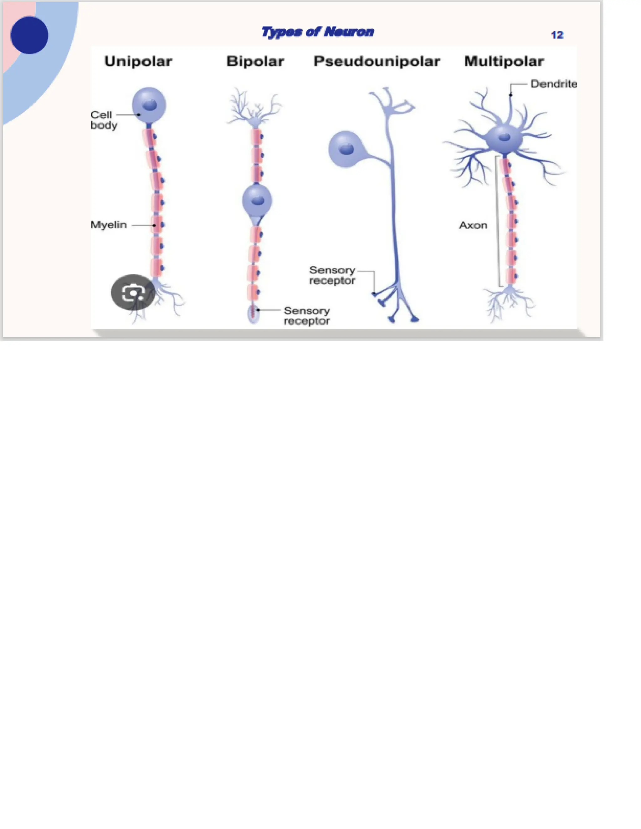Structure of neuron ,their types and functions | PDF