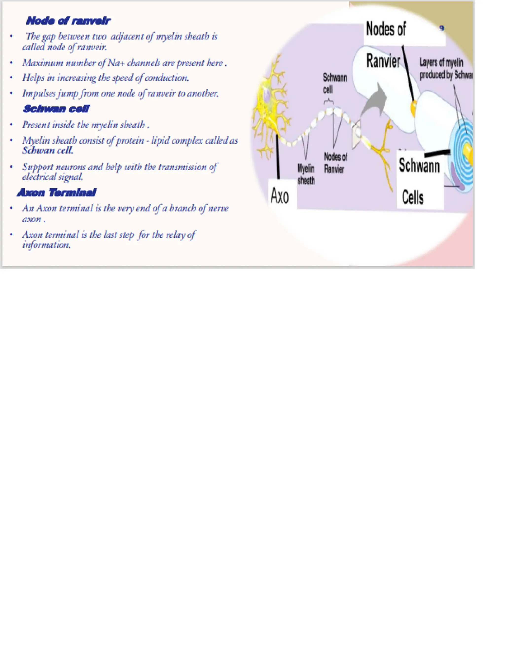 Structure of neuron ,their types and functions | PDF