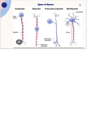 Structure of neuron ,their types and functions | PDF