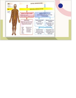 Structure of neuron ,their types and functions | PDF