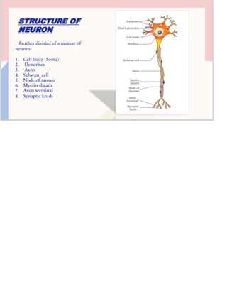 Structure of neuron ,their types and functions | PDF