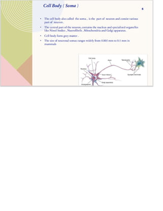 Structure of neuron ,their types and functions | PDF
