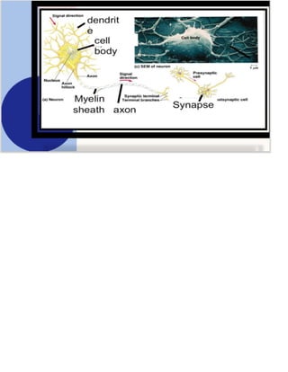 Structure of neuron ,their types and functions | PDF