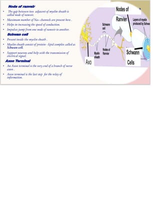 Structure of neuron ,their types and functions | PDF