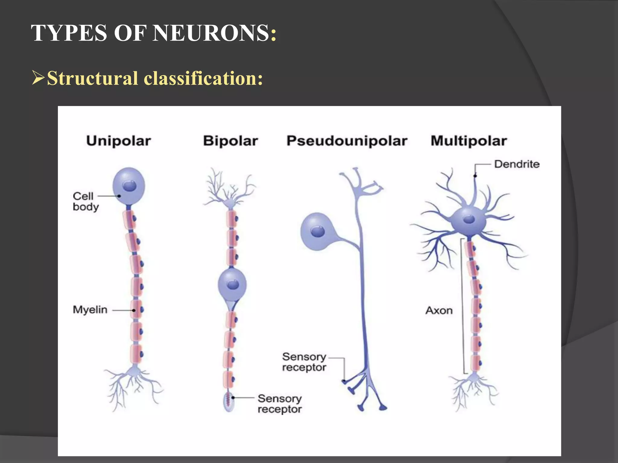Structure of neuron and propagation mechanism of nerve impulse | PPTX