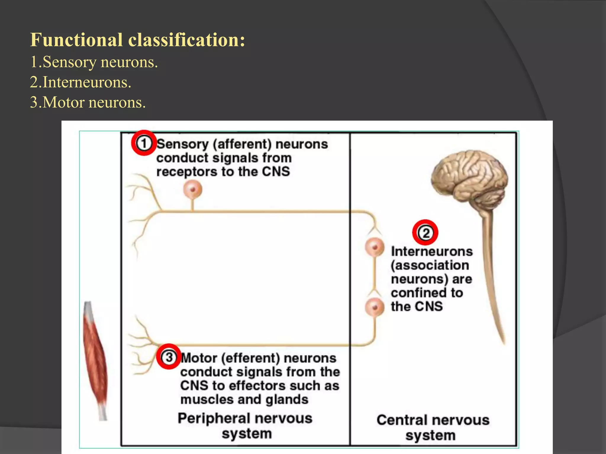 Structure of neuron and propagation mechanism of nerve impulse | PPTX