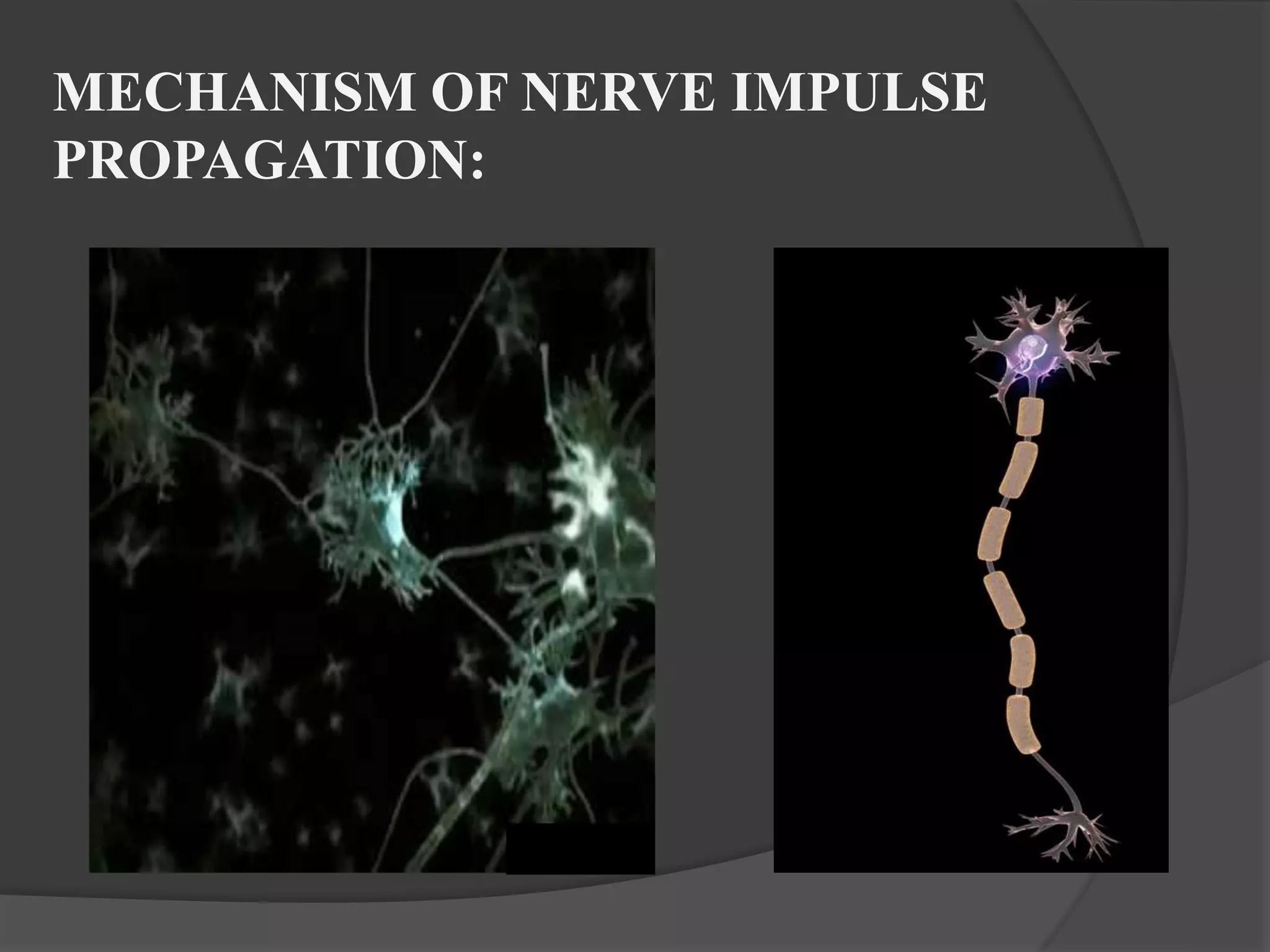 Structure of neuron and propagation mechanism of nerve impulse | PPTX