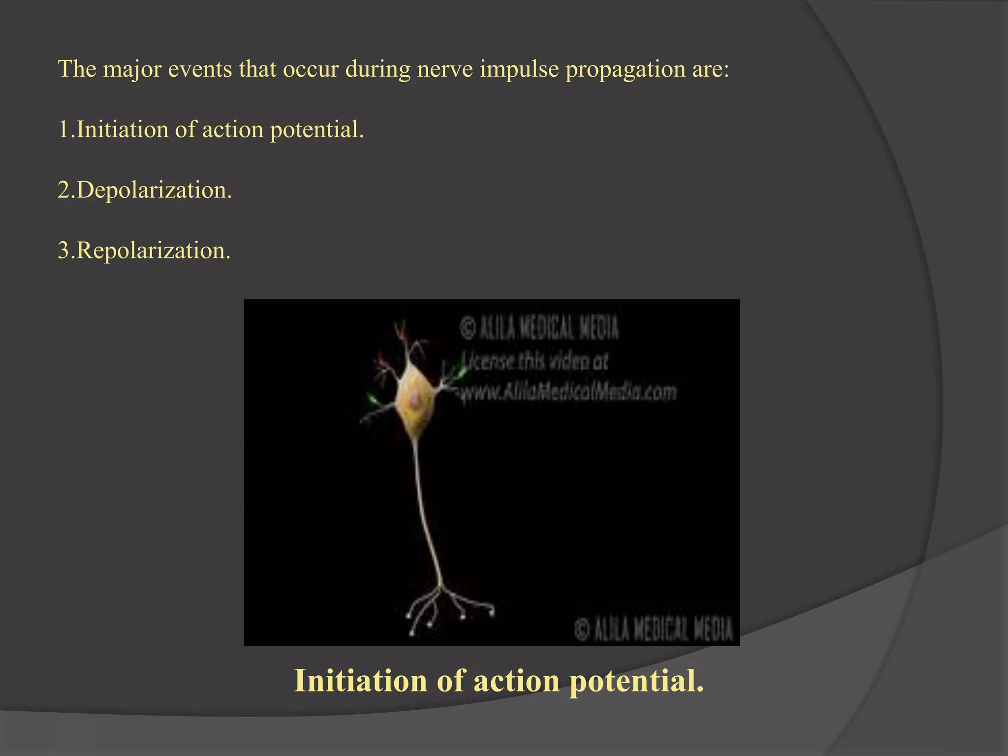 Structure of neuron and propagation mechanism of nerve impulse | PPTX