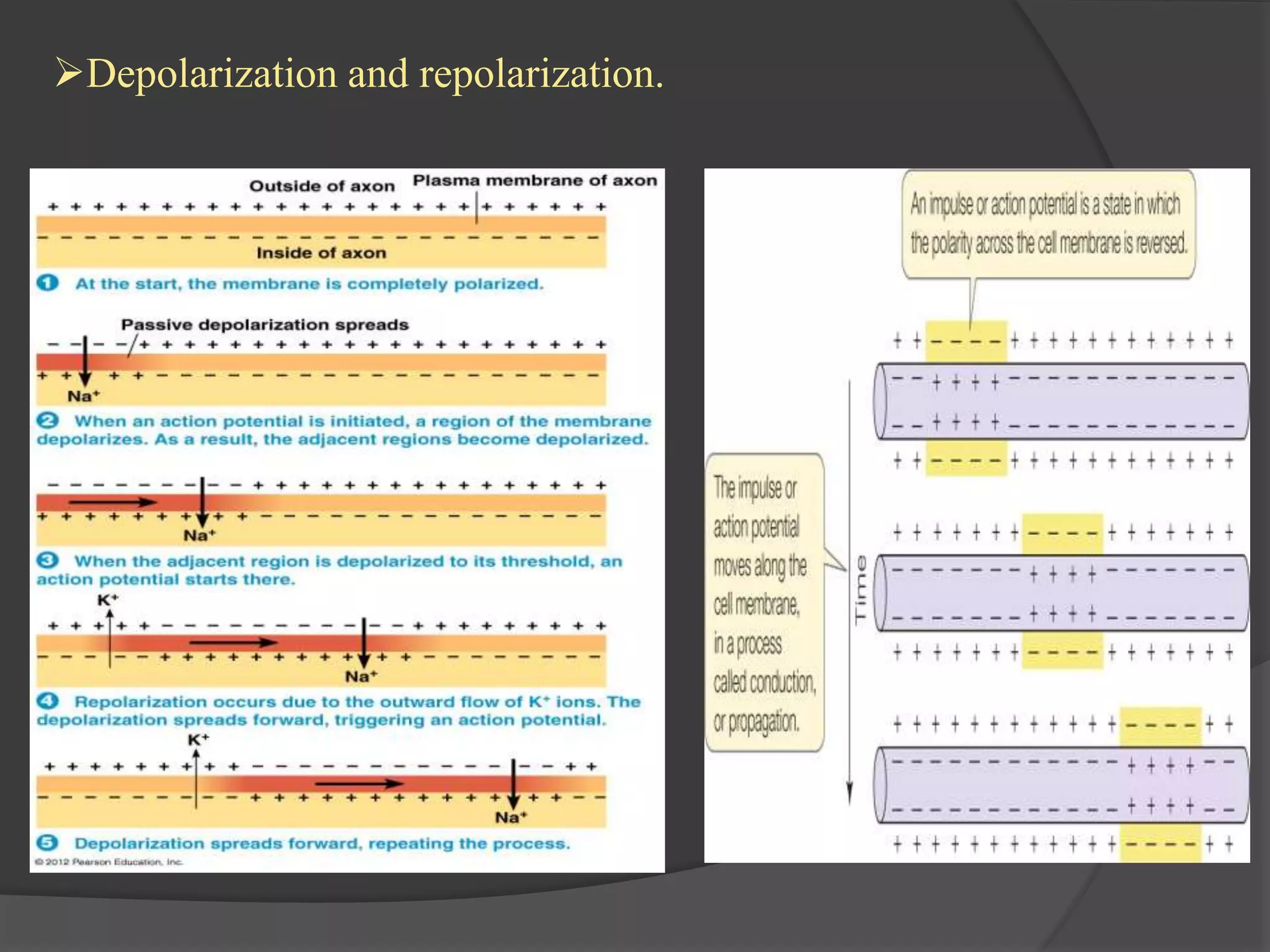 Structure of neuron and propagation mechanism of nerve impulse | PPTX