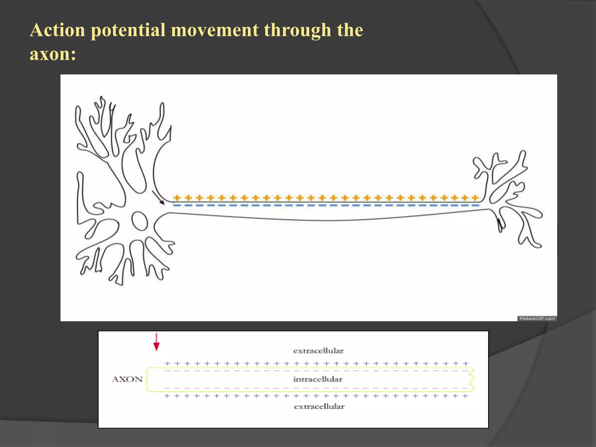 Structure of neuron and propagation mechanism of nerve impulse | PPTX