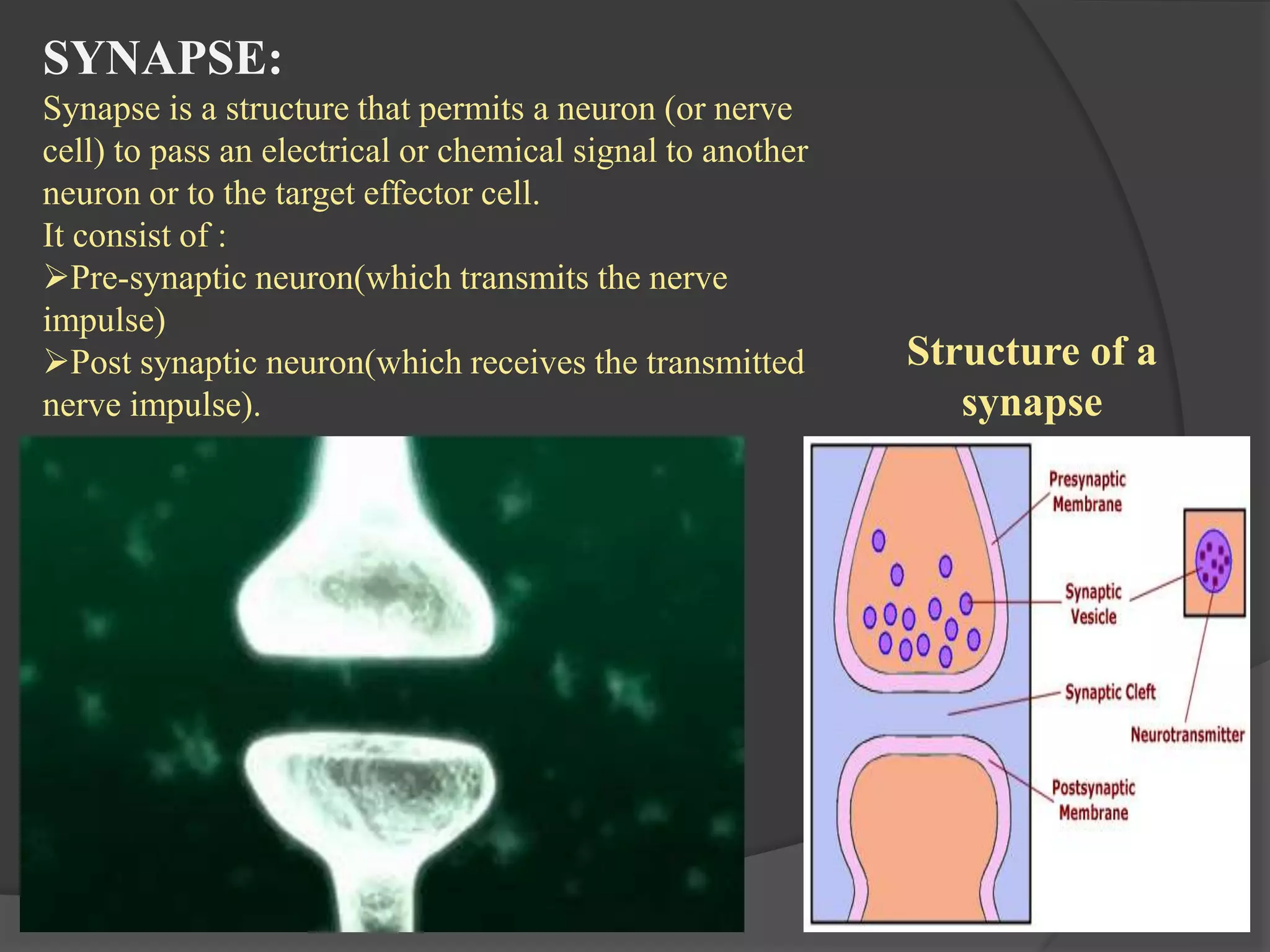 Structure of neuron and propagation mechanism of nerve impulse | PPTX
