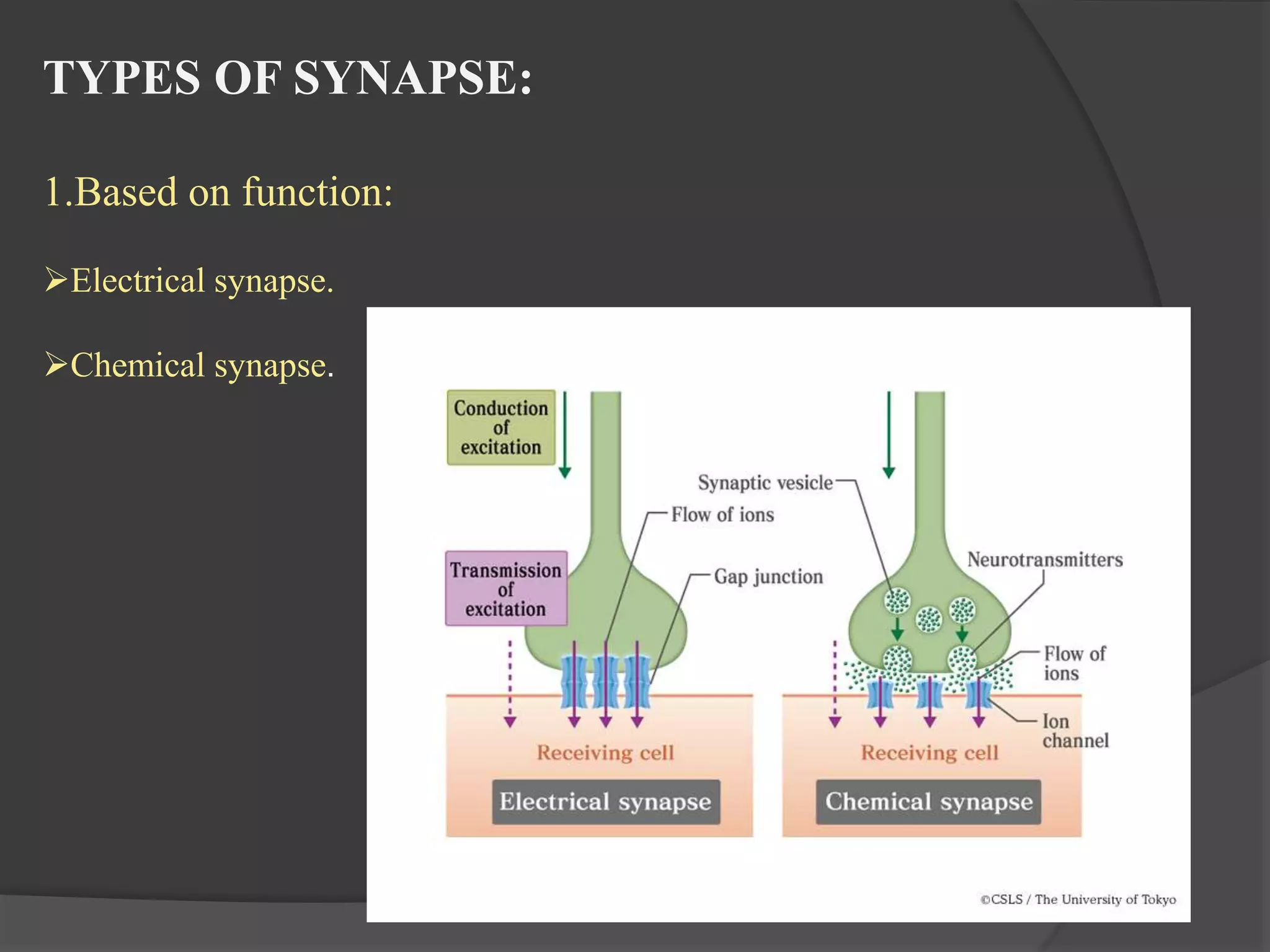 Structure of neuron and propagation mechanism of nerve impulse | PPTX