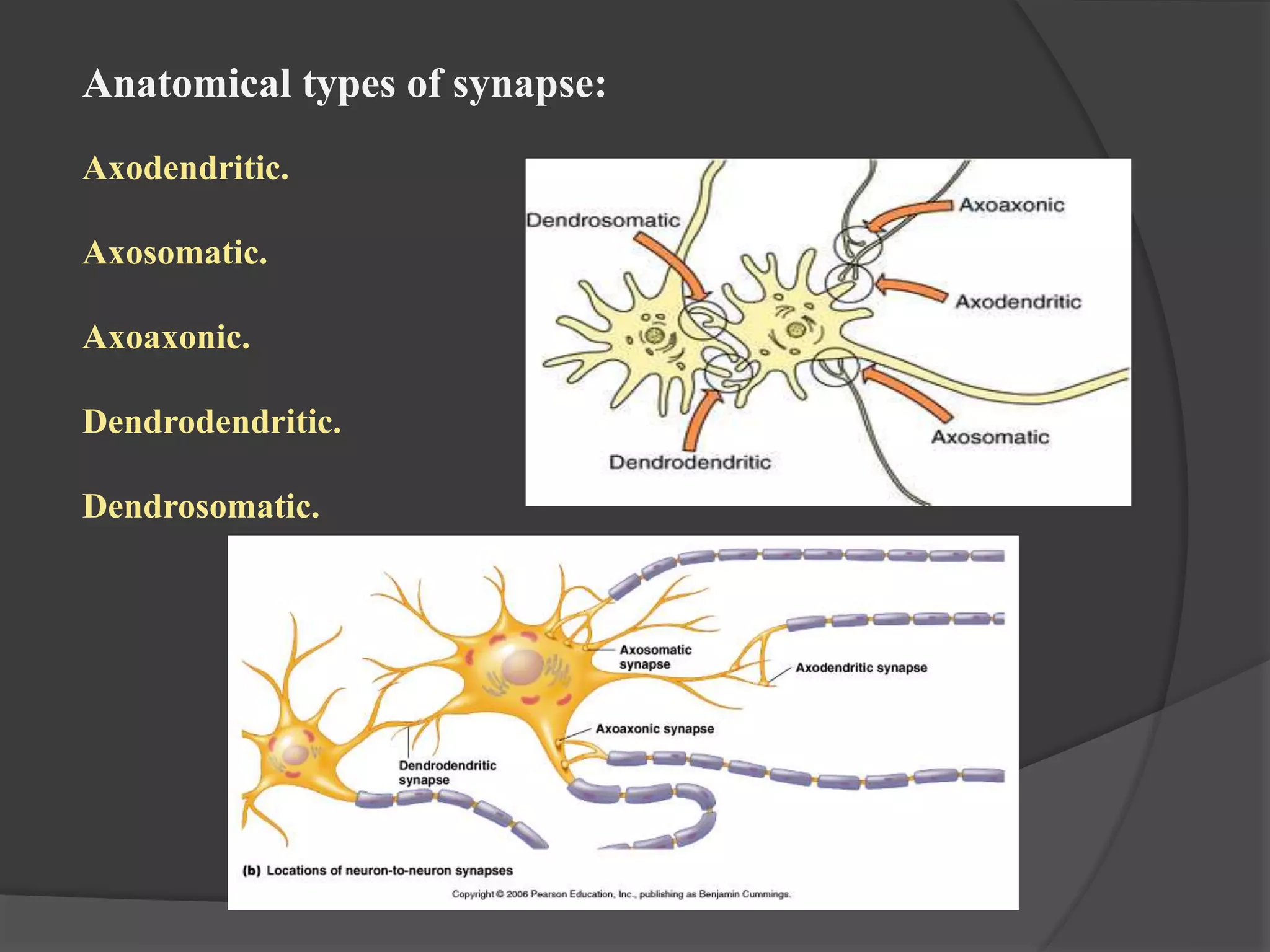 Structure of neuron and propagation mechanism of nerve impulse | PPTX