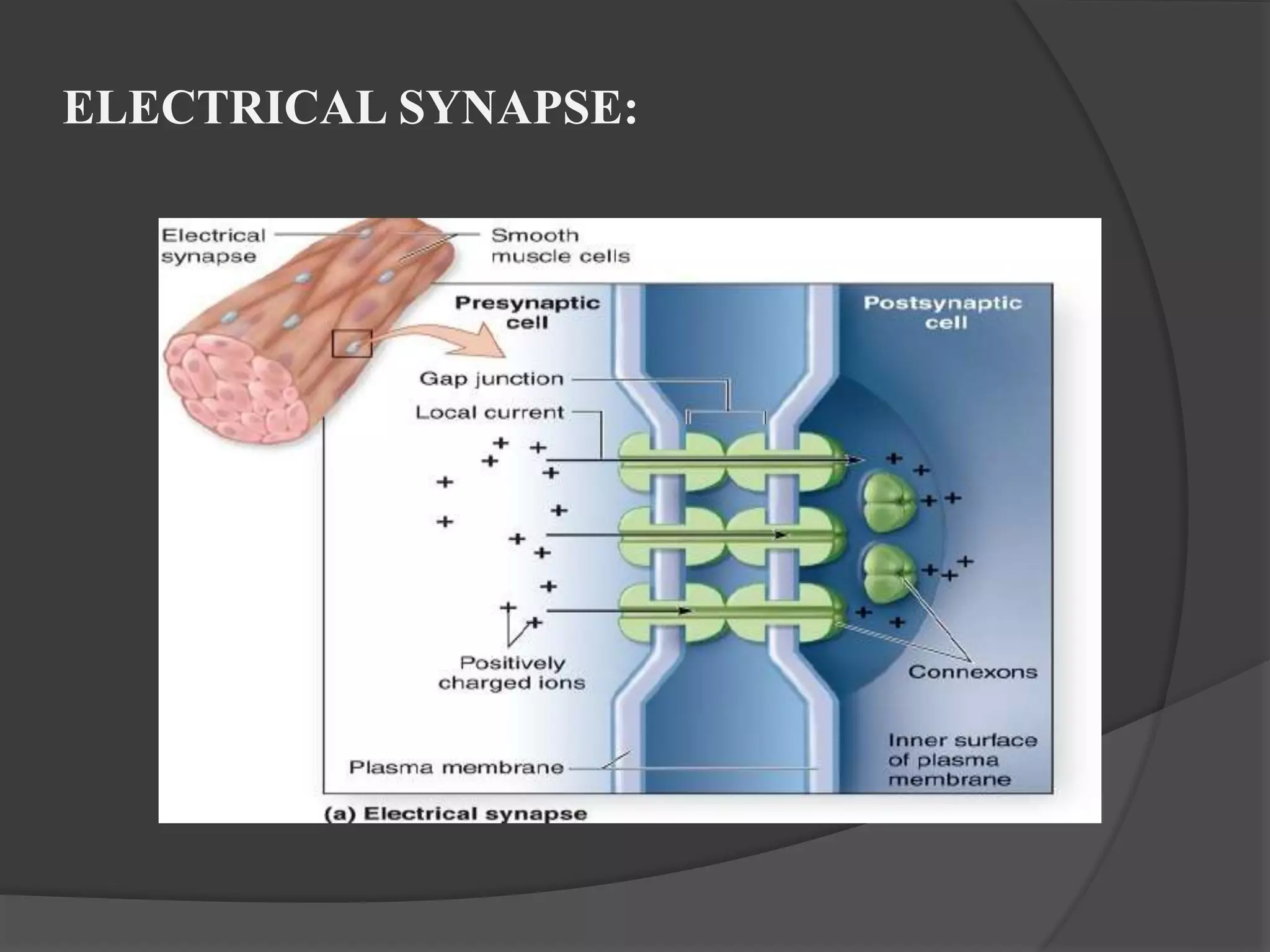 Structure of neuron and propagation mechanism of nerve impulse | PPTX