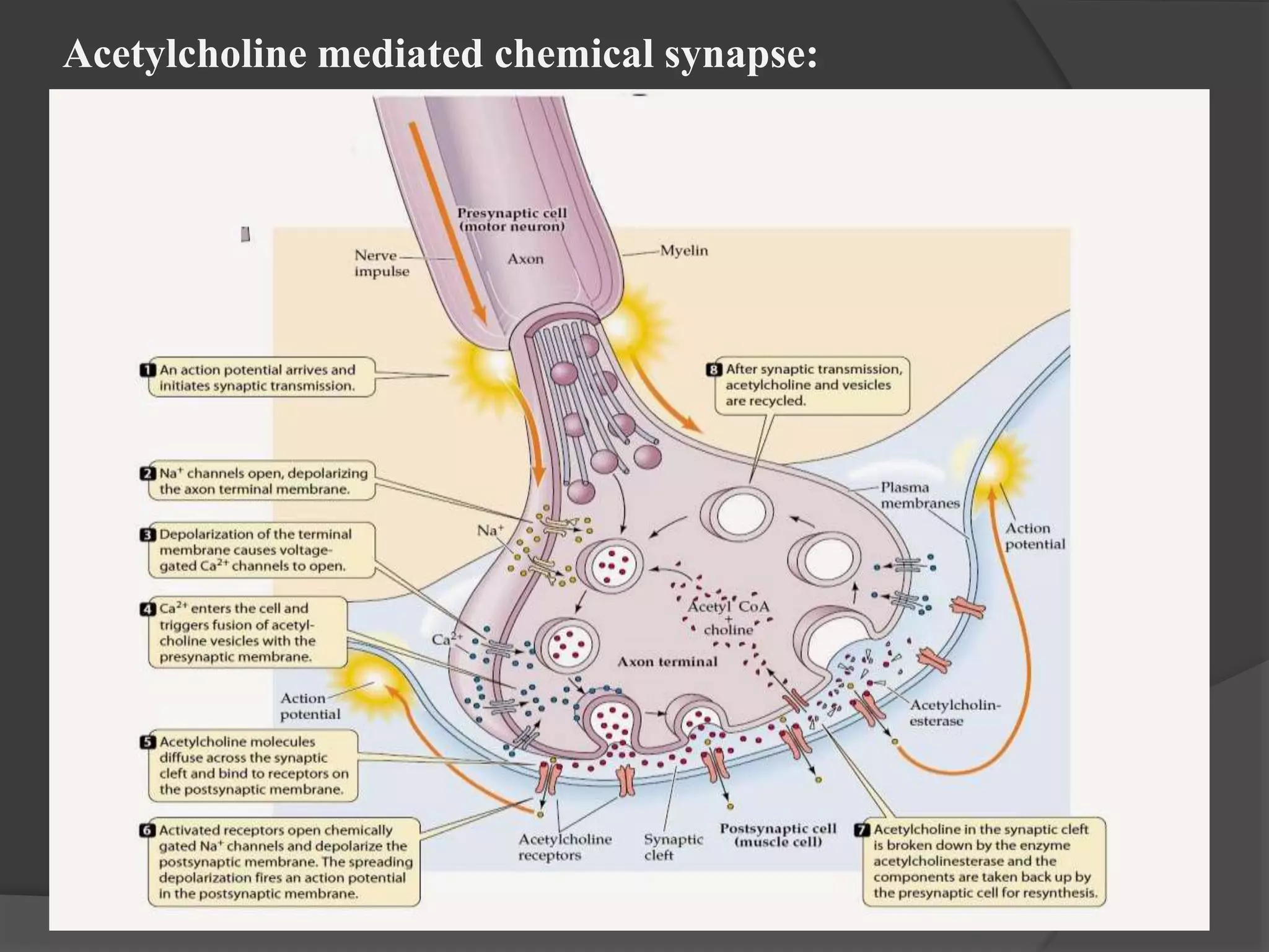 Structure of neuron and propagation mechanism of nerve impulse | PPTX