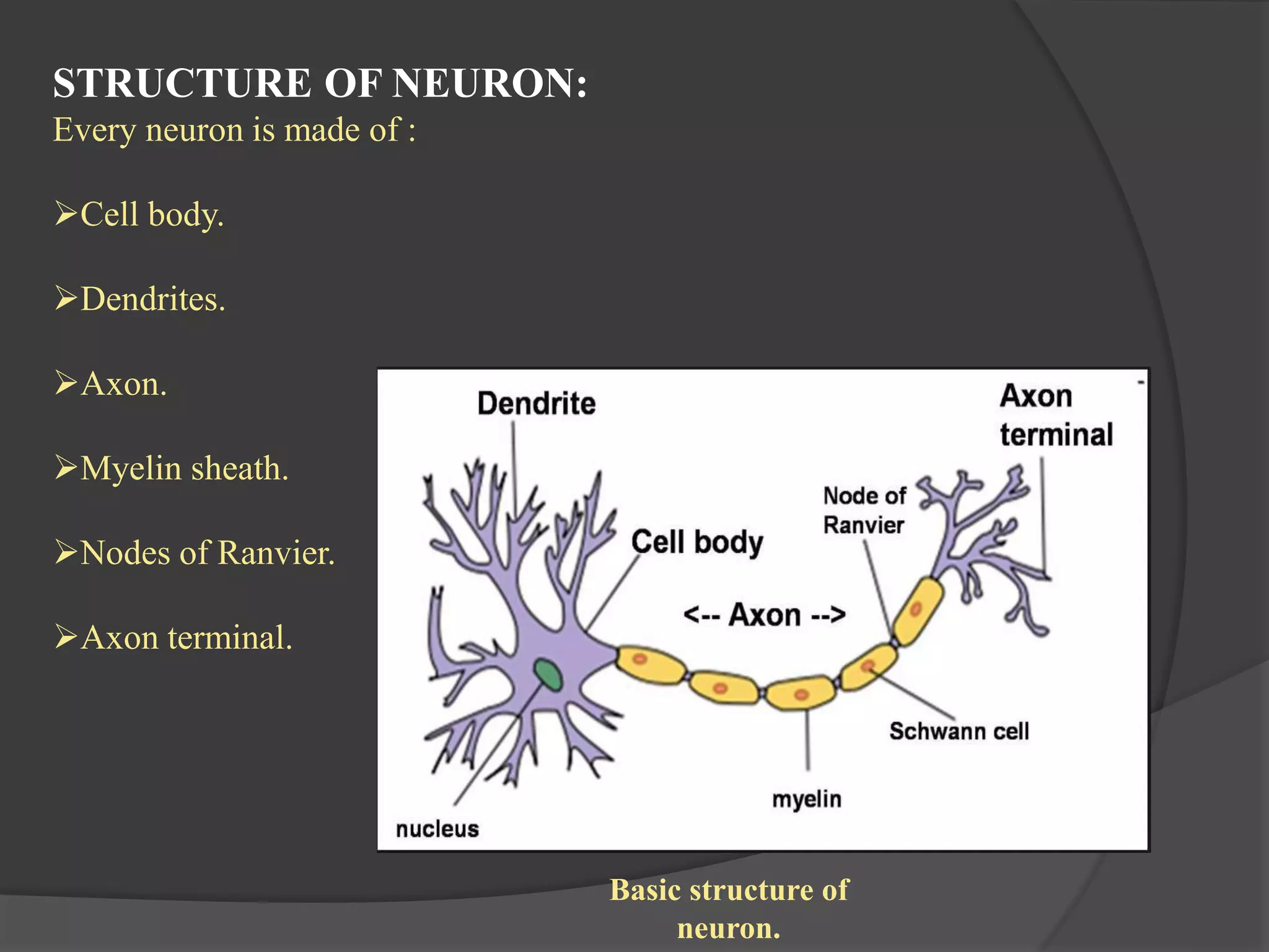 Structure of neuron and propagation mechanism of nerve impulse | PPTX