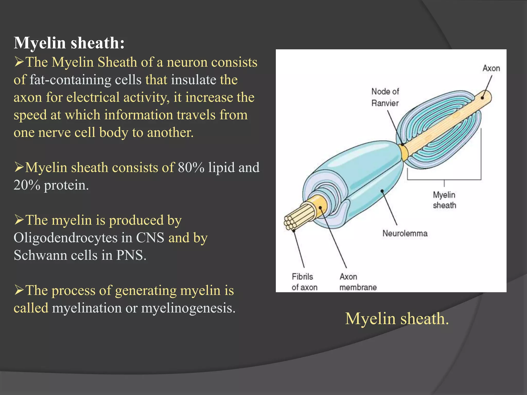 Structure of neuron and propagation mechanism of nerve impulse | PPTX
