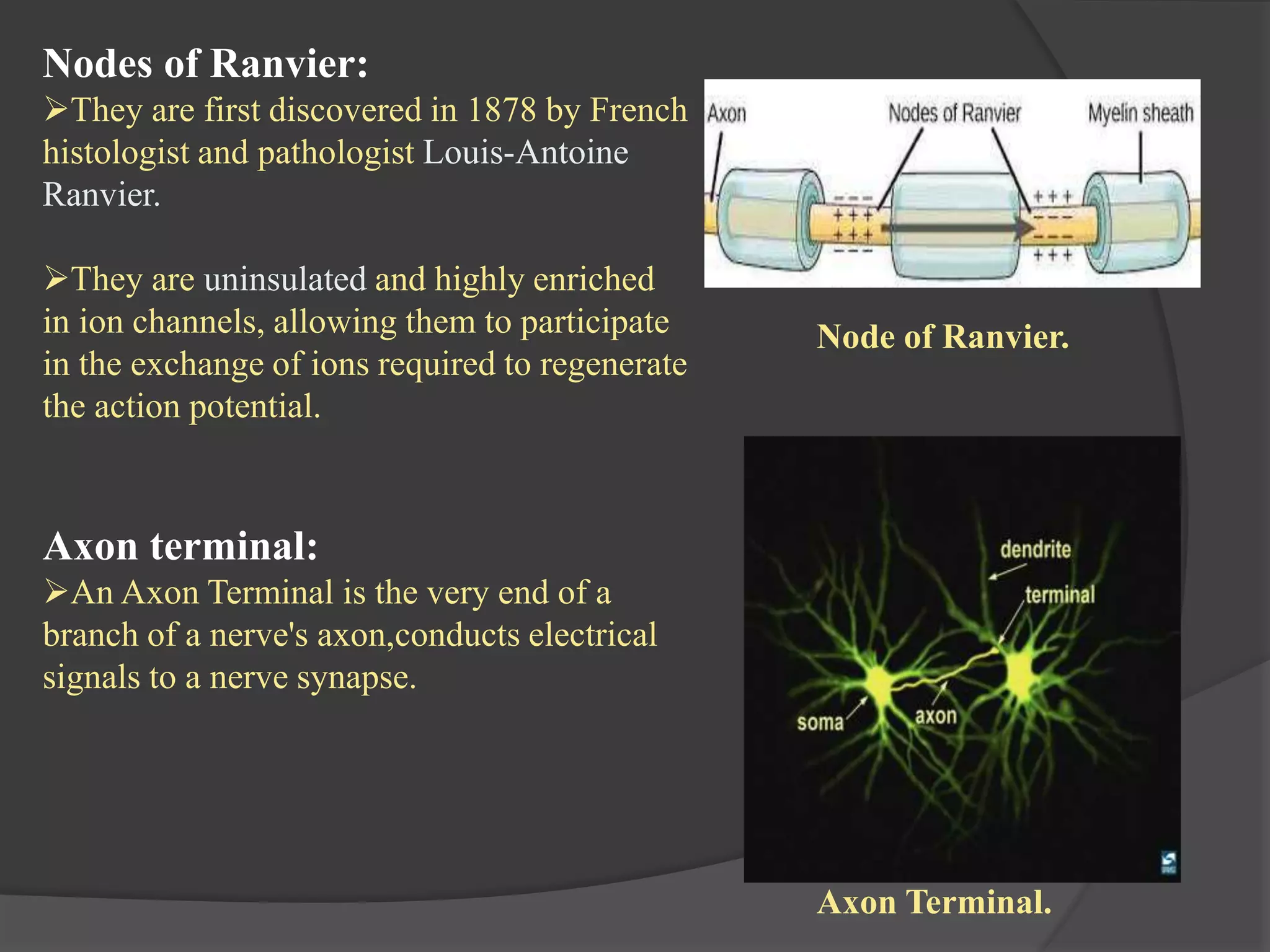 Structure of neuron and propagation mechanism of nerve impulse | PPTX