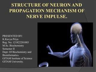 Structure of neuron and propagation mechanism of nerve impulse | PPTX