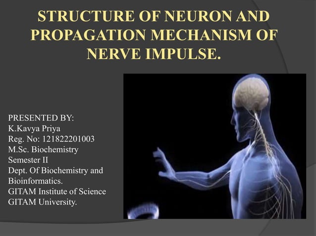 Structure of neuron and propagation mechanism of nerve impulse | PPTX