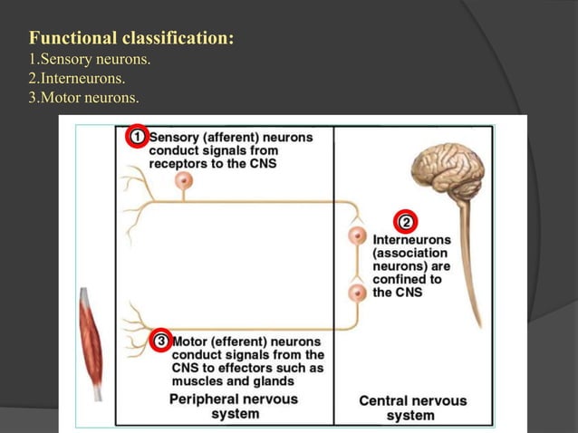 Structure of neuron and propagation mechanism of nerve impulse | PPTX