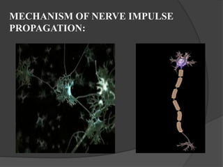 Structure of neuron and propagation mechanism of nerve impulse | PPTX