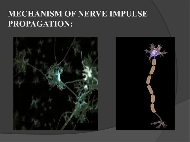 Structure of neuron and propagation mechanism of nerve impulse | PPTX