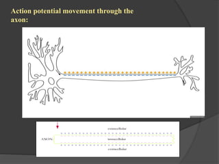Structure of neuron and propagation mechanism of nerve impulse | PPTX